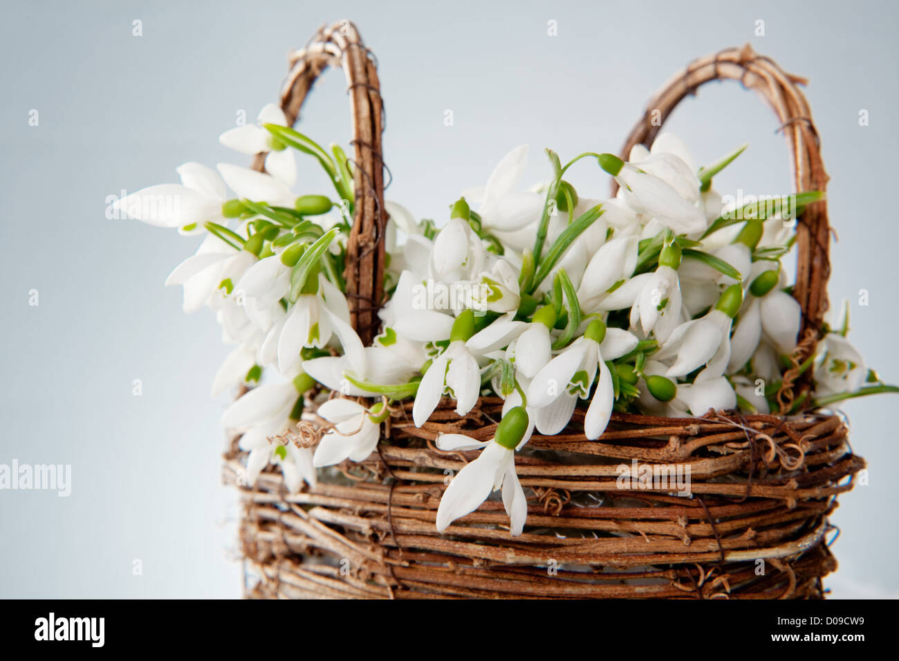 Snowdrops in wicker basket Stock Photo - Alamy