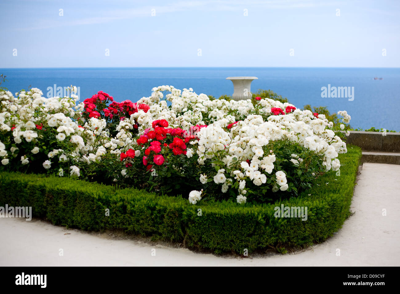 Sea rose hi-res stock photography and images - Alamy