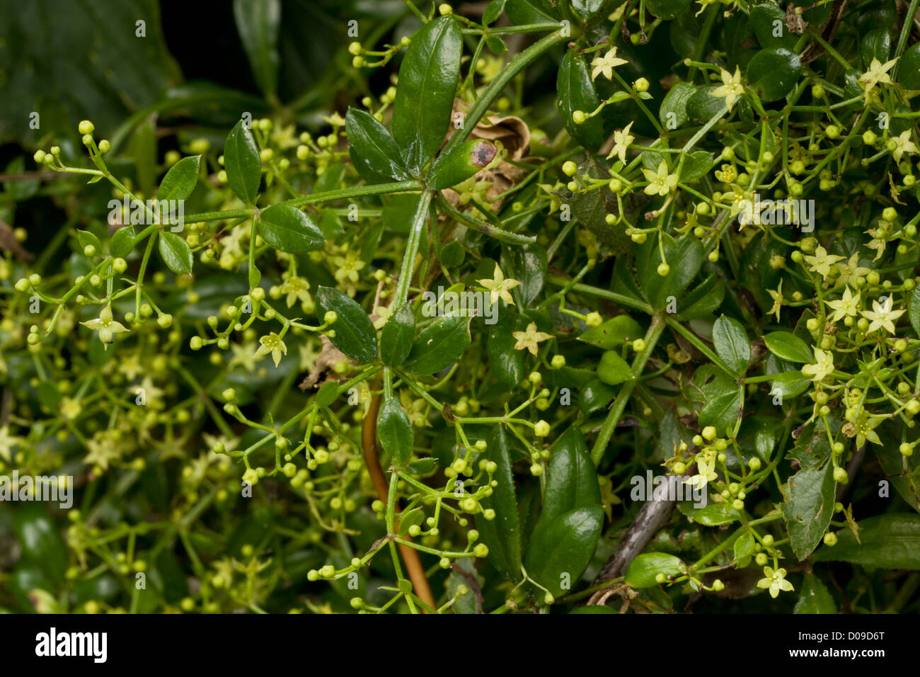 Wild Madder (Rubia peregrina) close-up, in flower, south Devon, England ...
