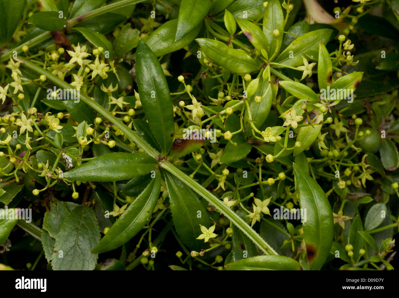 Wild Madder (Rubia peregrina) close-up, in flower, south Devon, England ...
