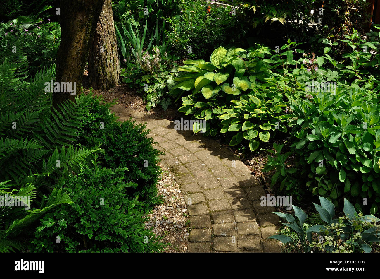 Hostas and ferns hi-res stock photography and images - Alamy