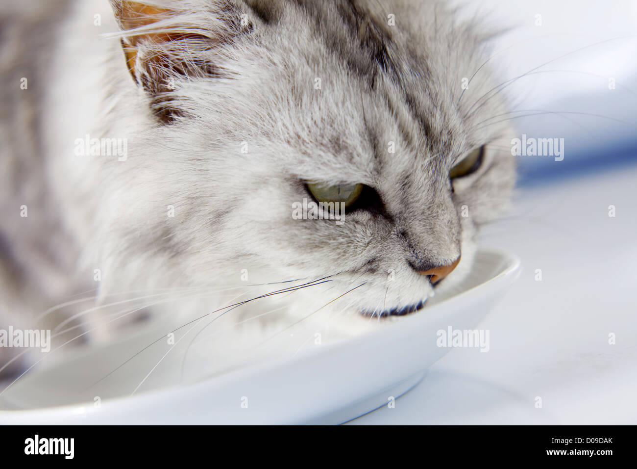 Drinking cat hi-res stock photography and images - Alamy