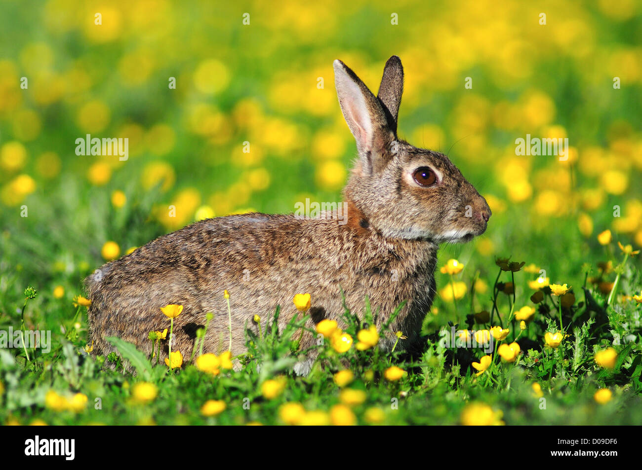 An alert rabbit UK Stock Photo - Alamy