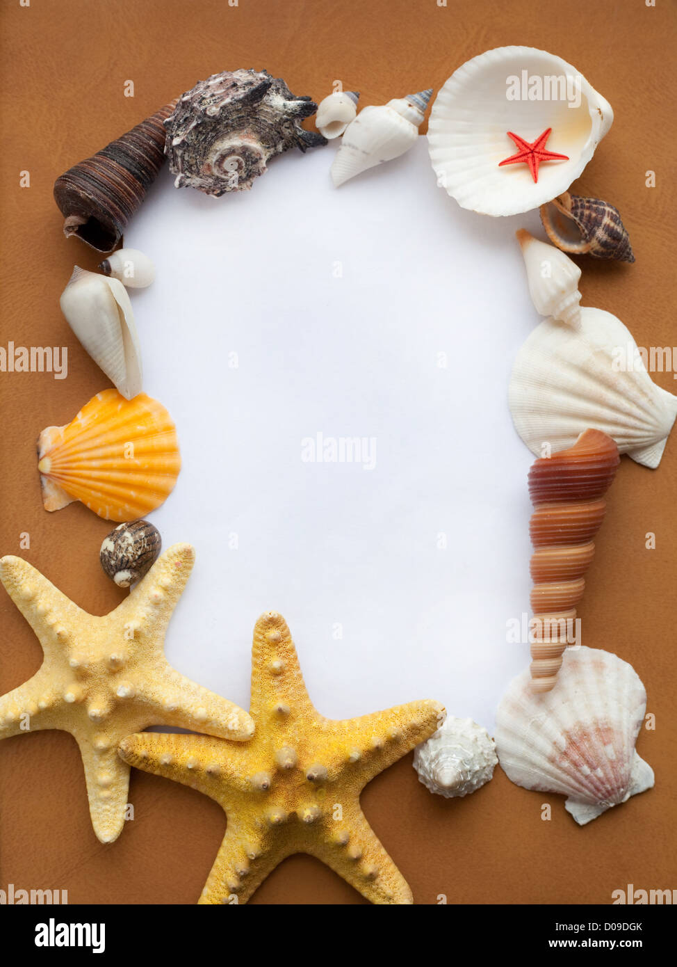 Scallop cockleshell hi-res stock photography and images - Alamy