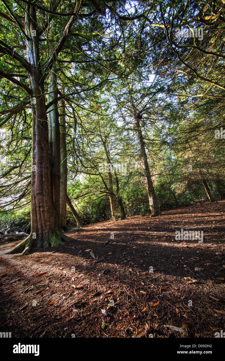 Colourful Woodland High Resolution Stock Photography and Images - Alamy