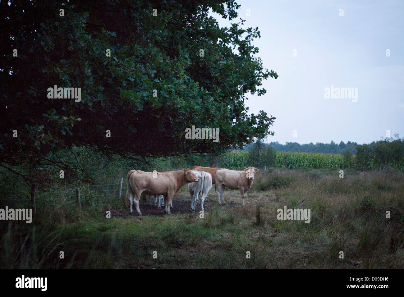 Netherlands cows hi-res stock photography and images - Alamy