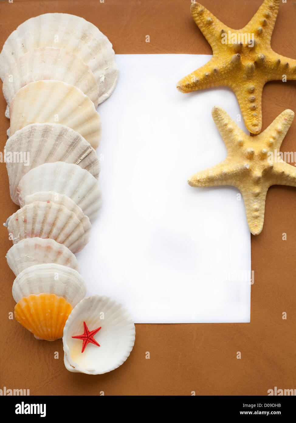Frame with seashells and small starfish as a frame background Stock ...
