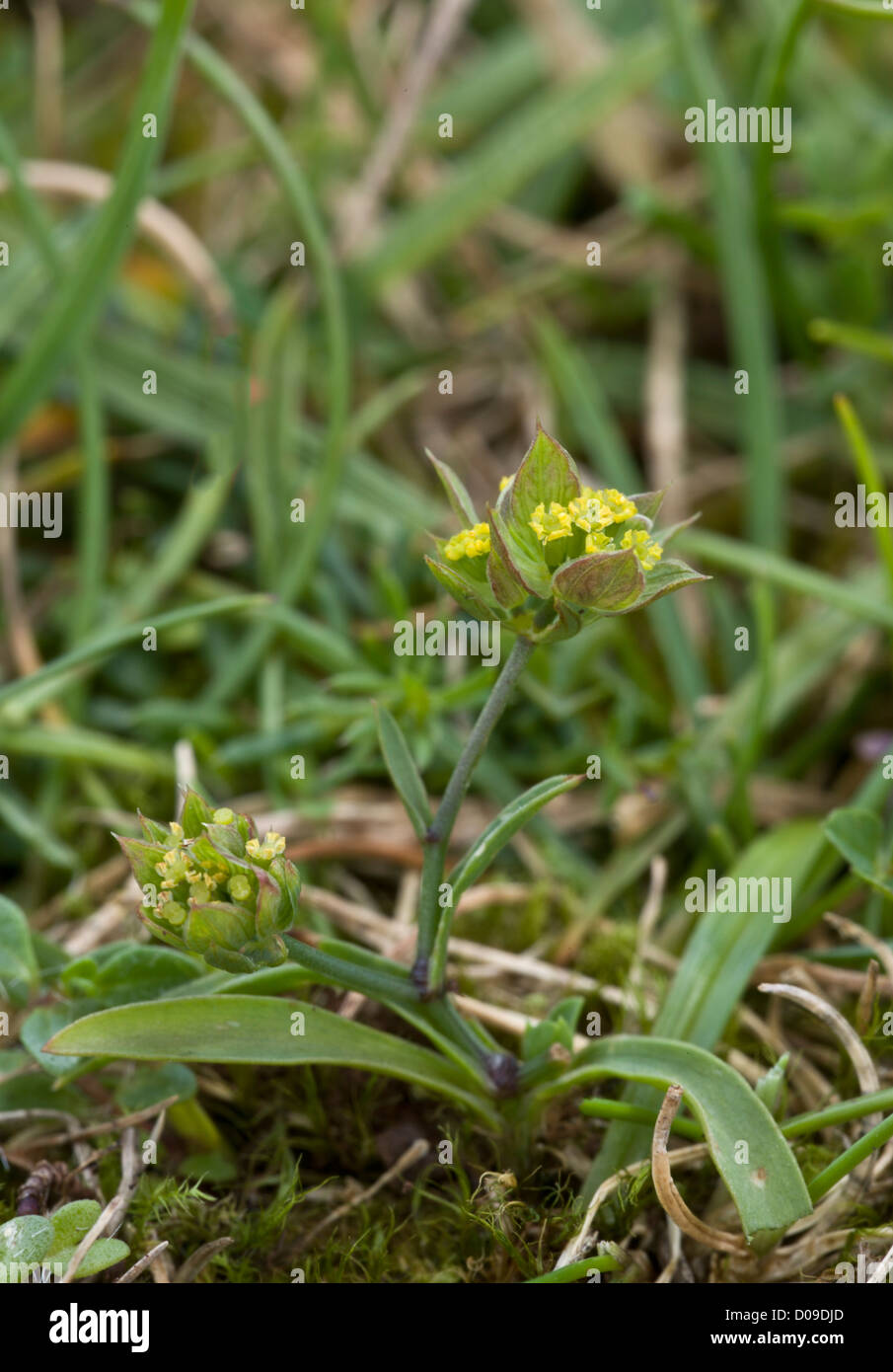 Small Hare's-ear (Bupleurum baldense) in limestone turf on Berry Head ...