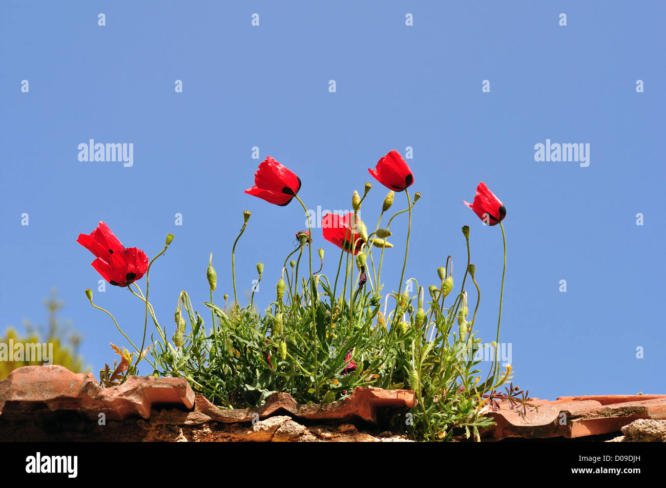 Red poppy flowers on old house rooftop. Spring season background Stock ...