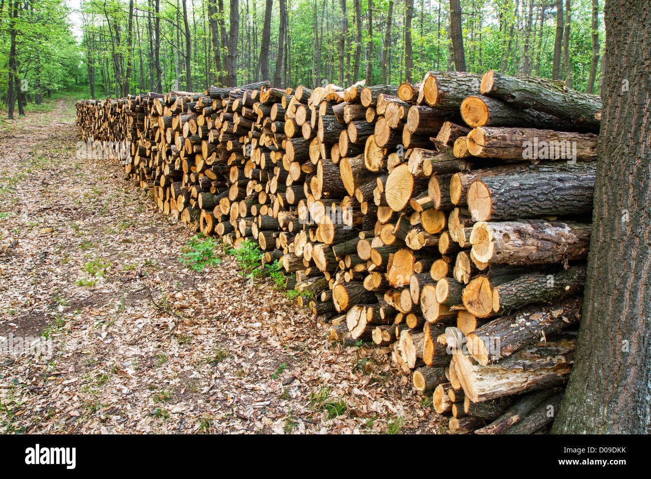 Big pile of wood in a forest road Stock Photo - Alamy