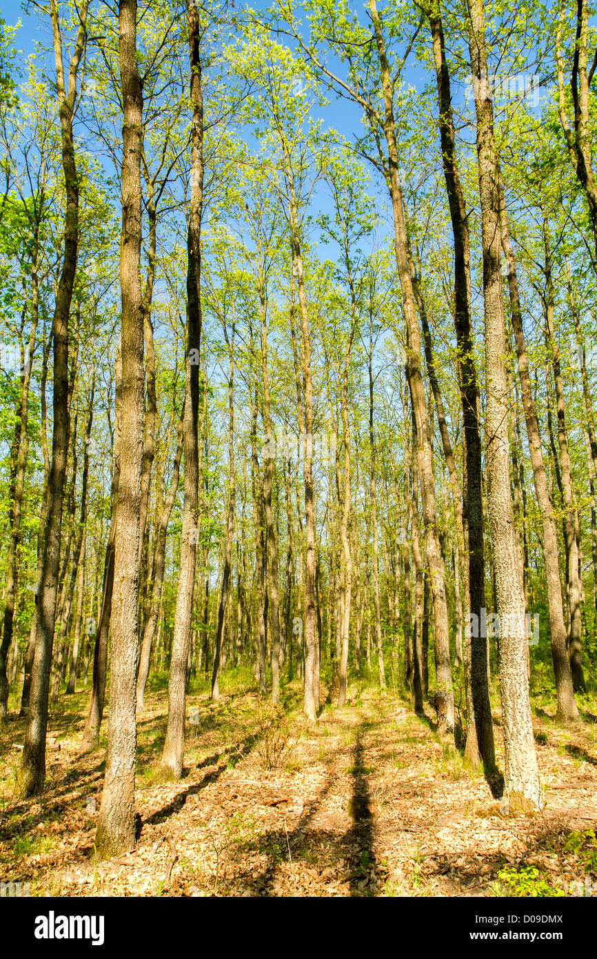 Young forest with oak trees Stock Photo - Alamy