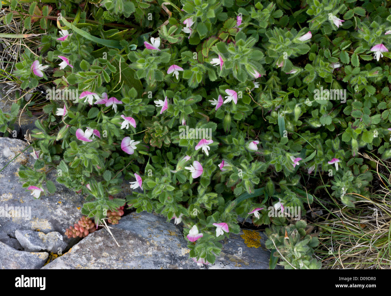 Small restharrow ononis reclinata hi-res stock photography and images ...