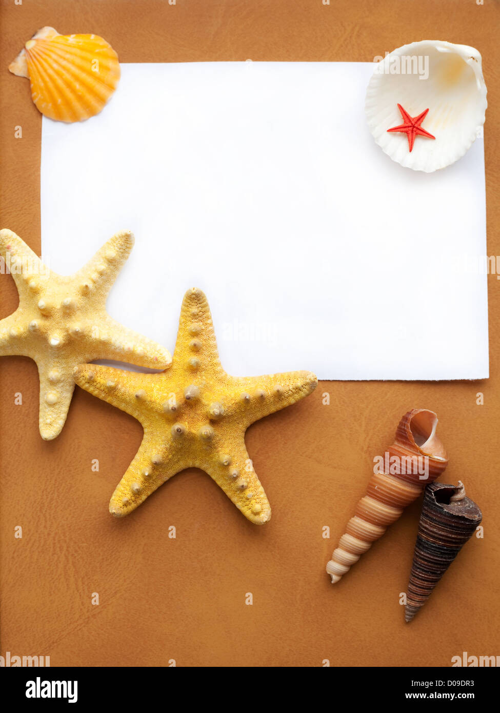 Collection seashells shell conch cockleshell hi-res stock photography ...
