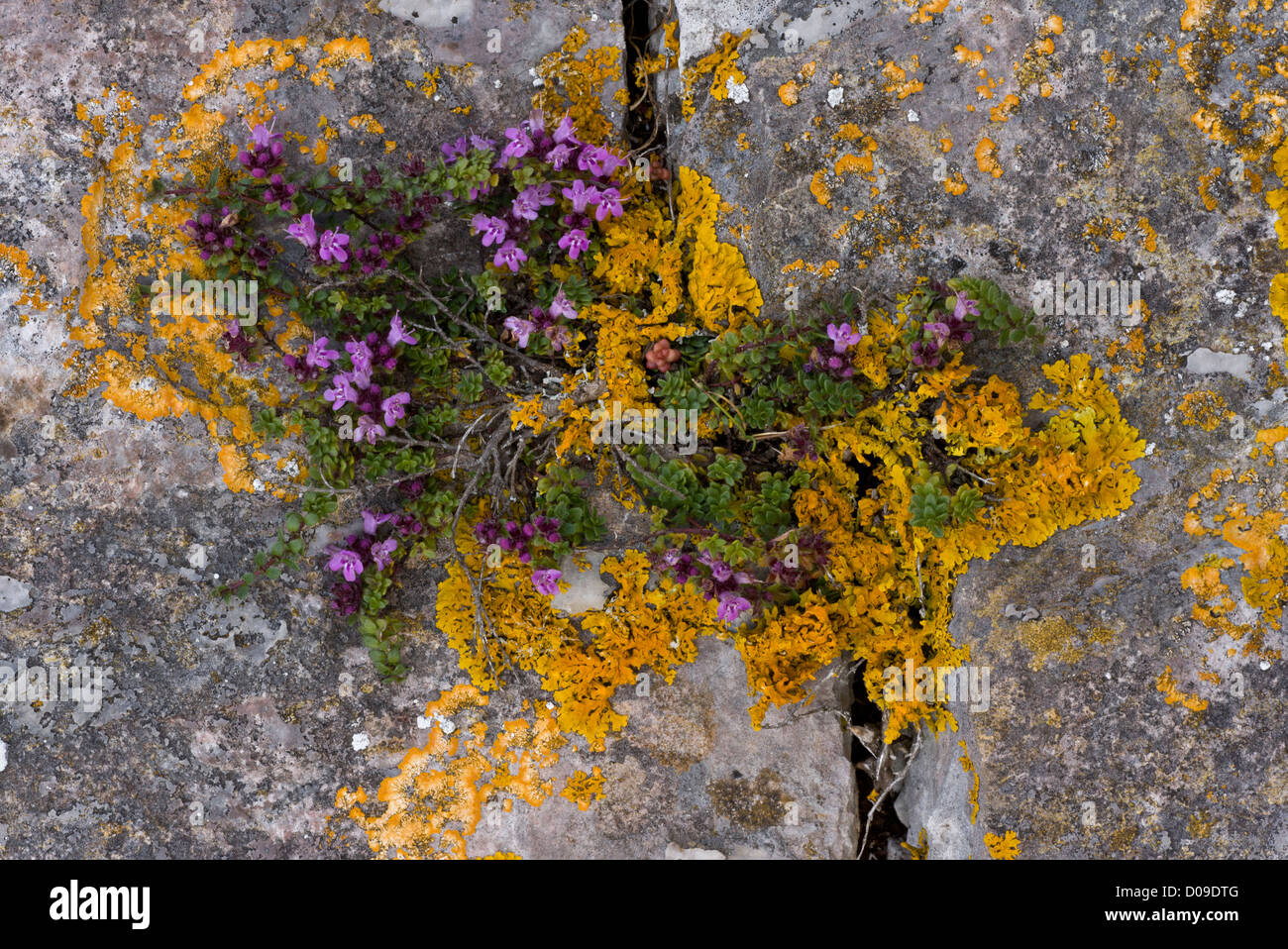 Wild Thyme (Thymus polytrichus ssp. britannicus) on limestone at Berry ...