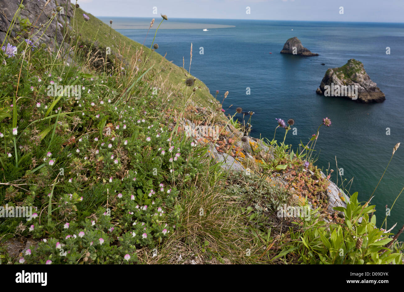 Small Restharrow (Ononis reclinata) on cliffs at Berry Head Nation ...
