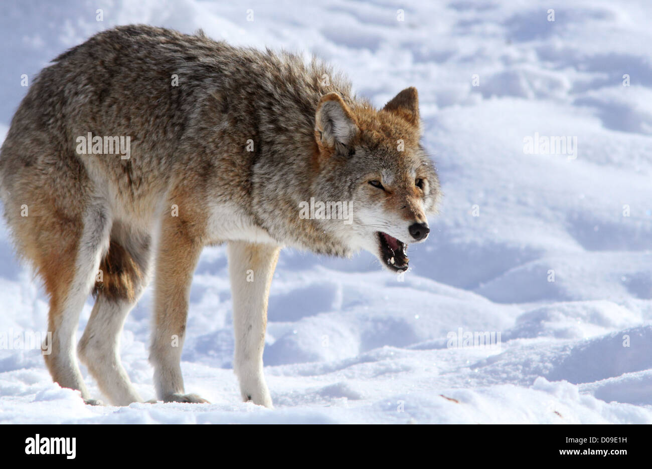 Mammal coyote howling hi-res stock photography and images - Alamy