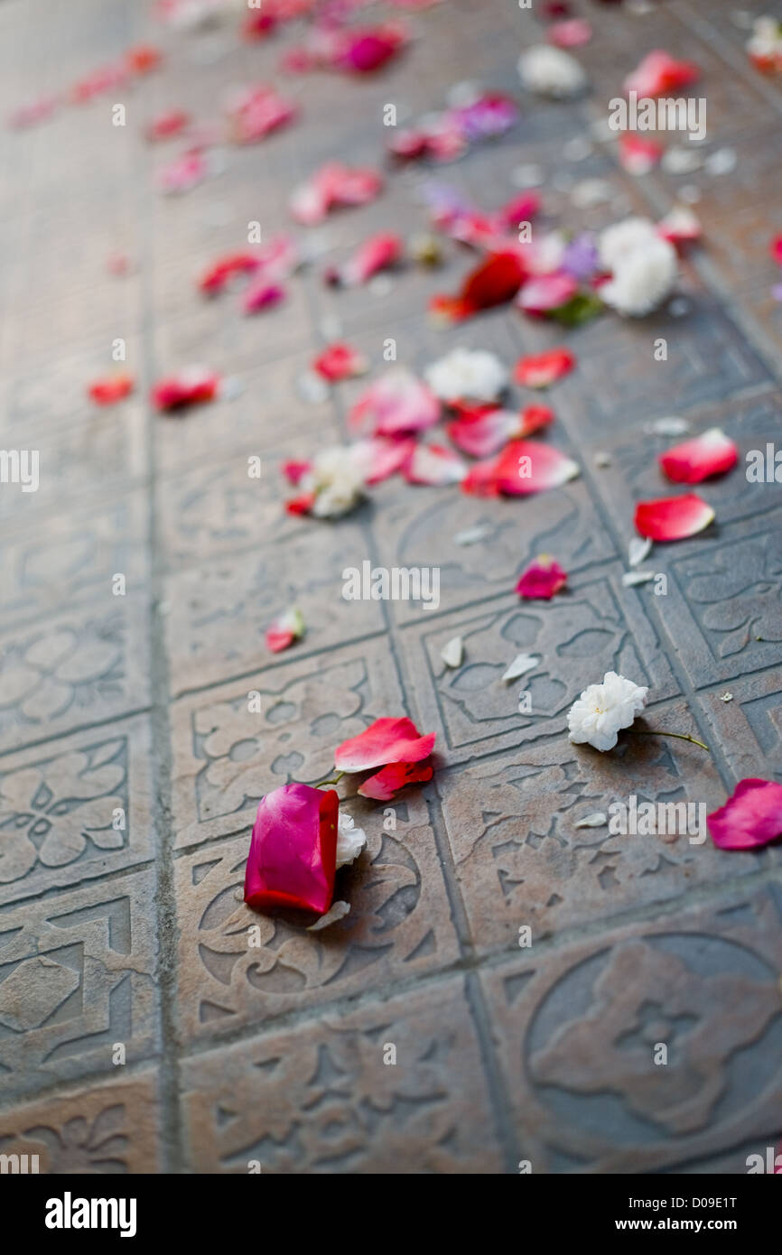 Rose petals fall floor hi-res stock photography and images - Alamy