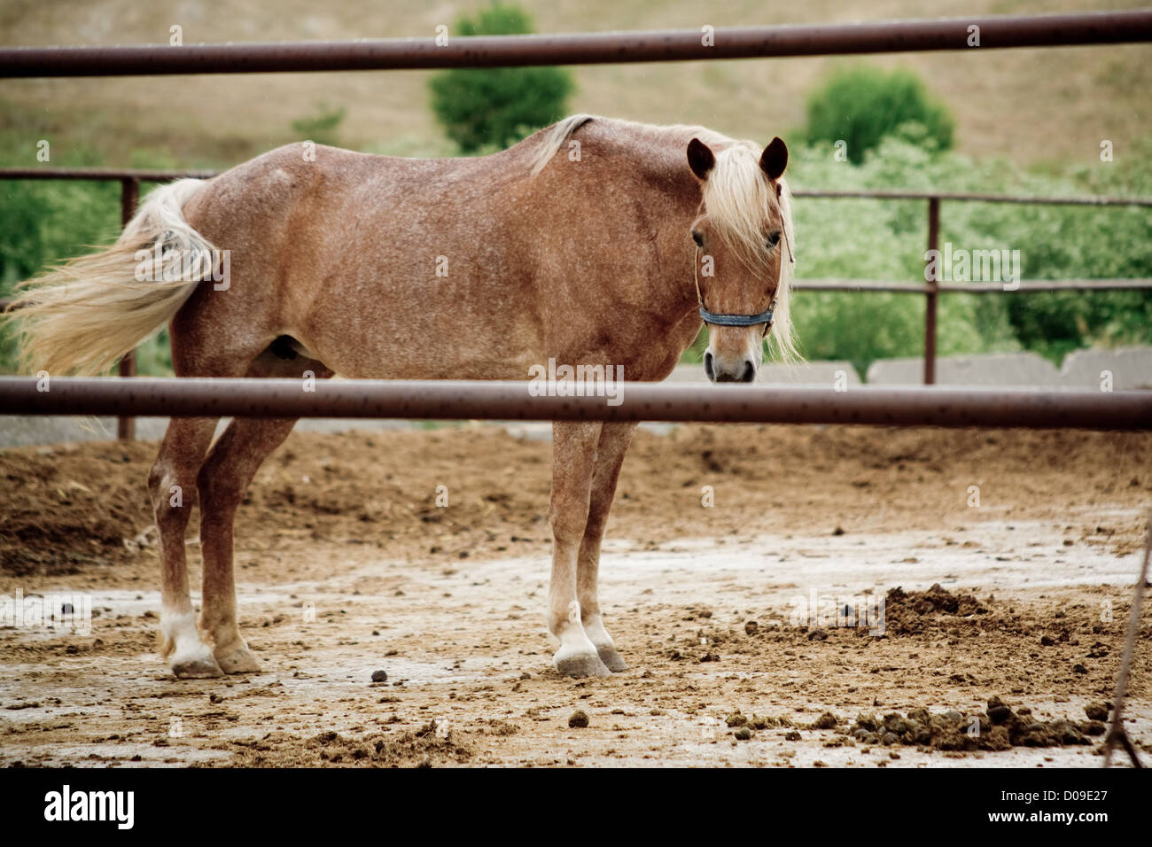 Neglected horse hi-res stock photography and images - Alamy