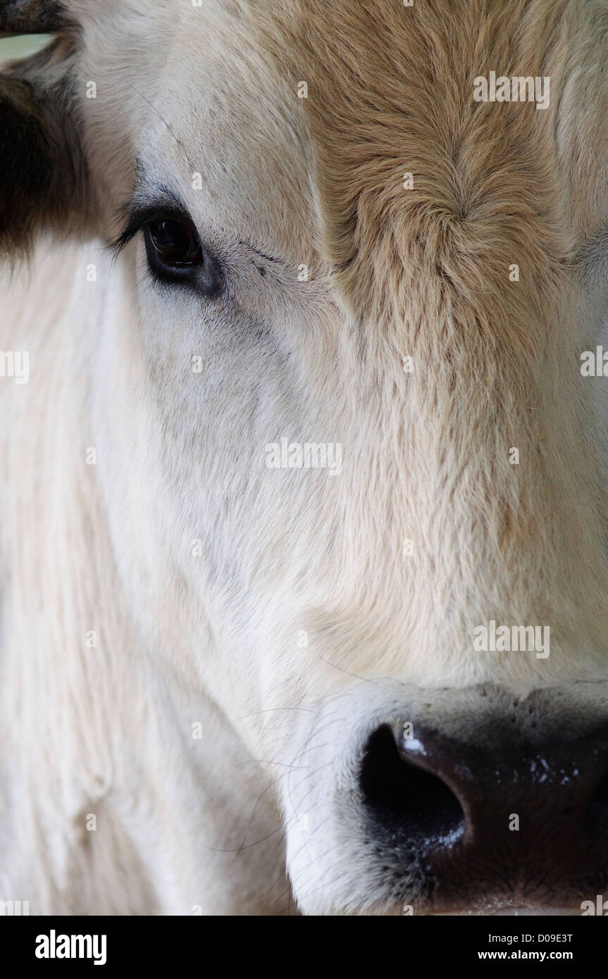 Cow italy stable hi-res stock photography and images - Alamy