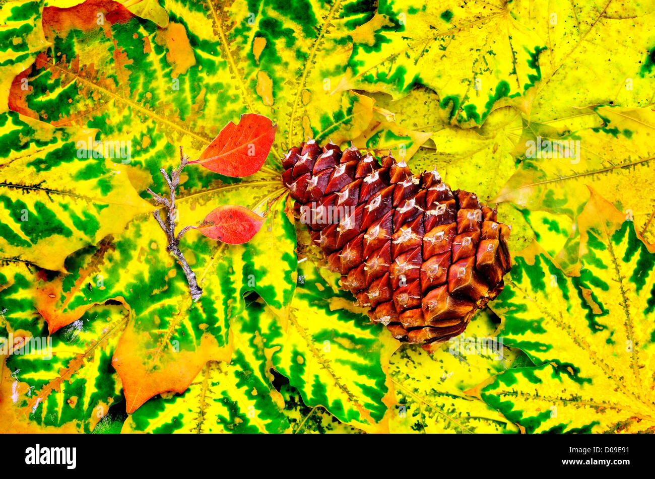 Pinecone pattern hi-res stock photography and images - Alamy