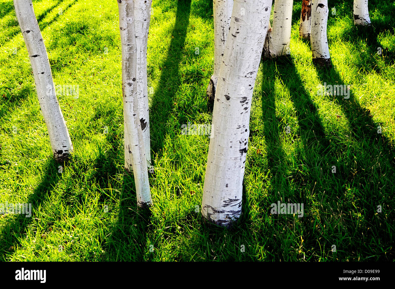 Several white aspen trees with dark shadows and green grass Stock Photo ...