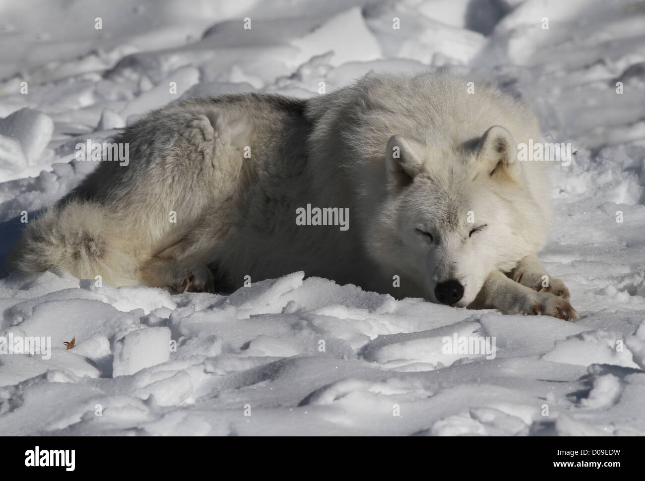 White alpha male arctic wolf hi-res stock photography and images - Alamy