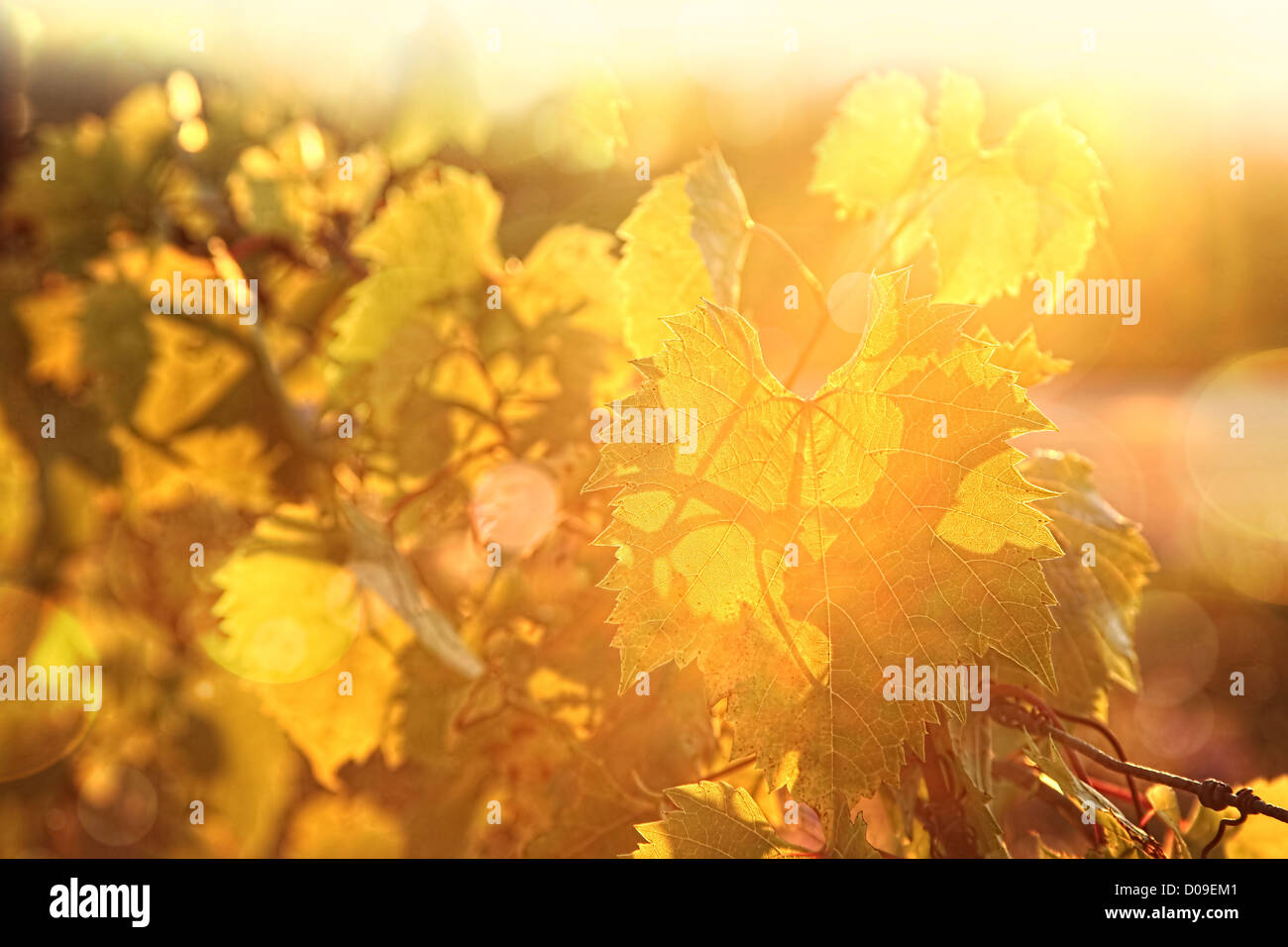Warm earth tone landscape hi-res stock photography and images - Alamy
