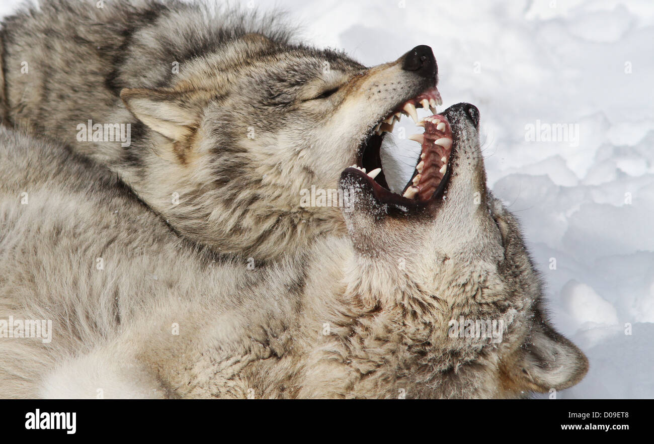 Two fighting wolves hi-res stock photography and images - Alamy