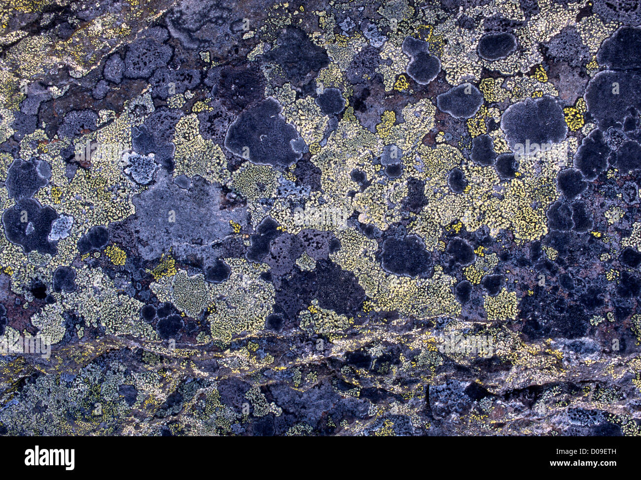 Lichen On Rock Stock Photo - Alamy