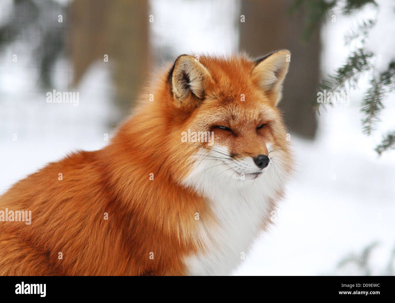 Superb male red fox in Canadian winter Stock Photo - Alamy