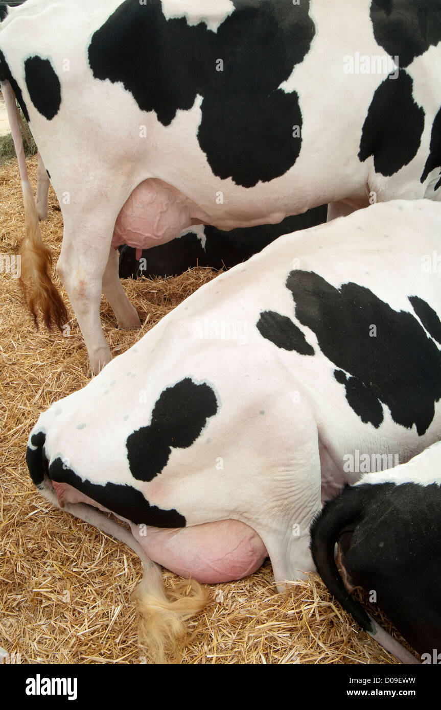 Cow italy stable hi-res stock photography and images - Alamy