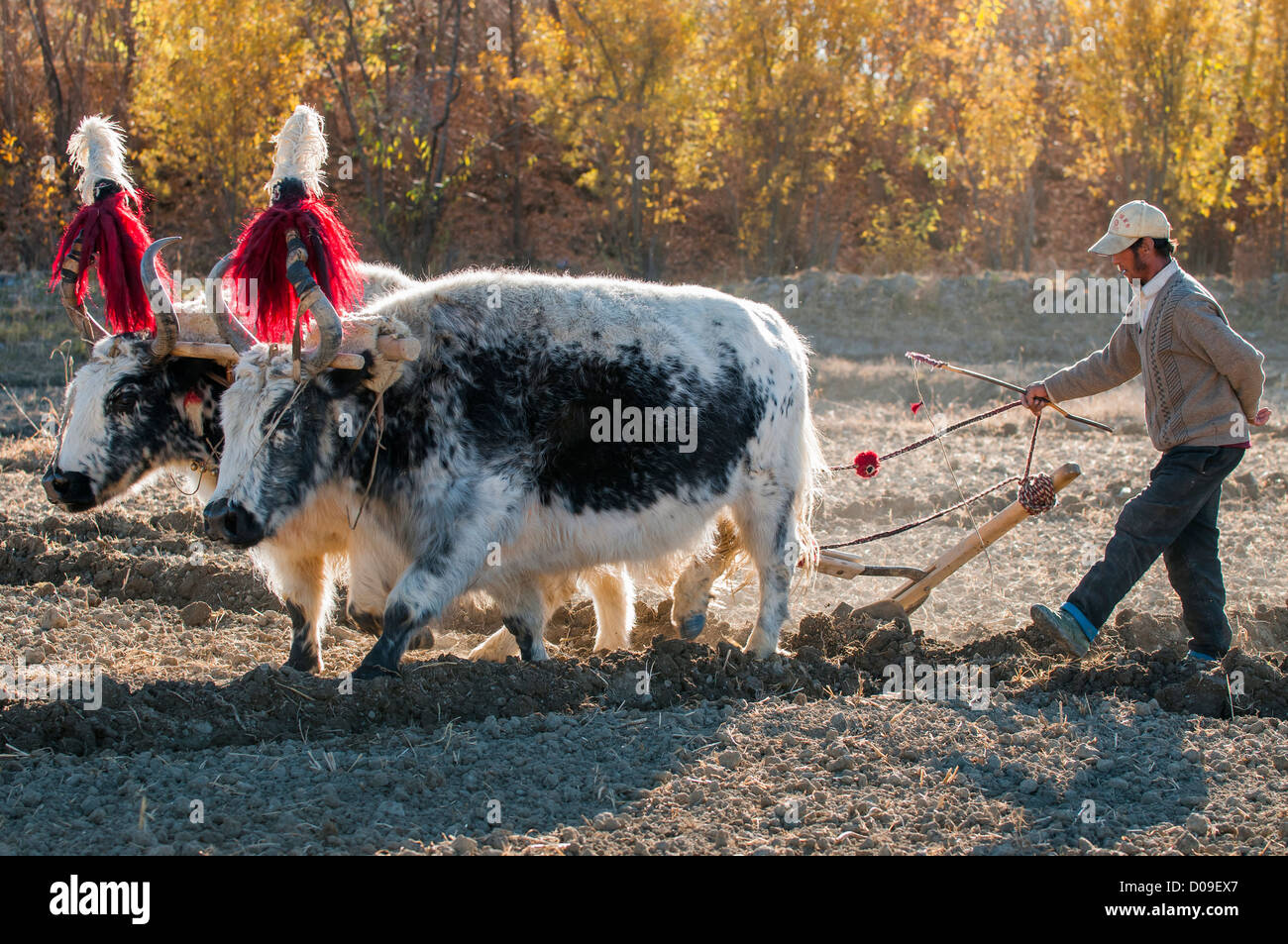 Pair yoked together oxen with decorated horns plow after Fall harvest ...