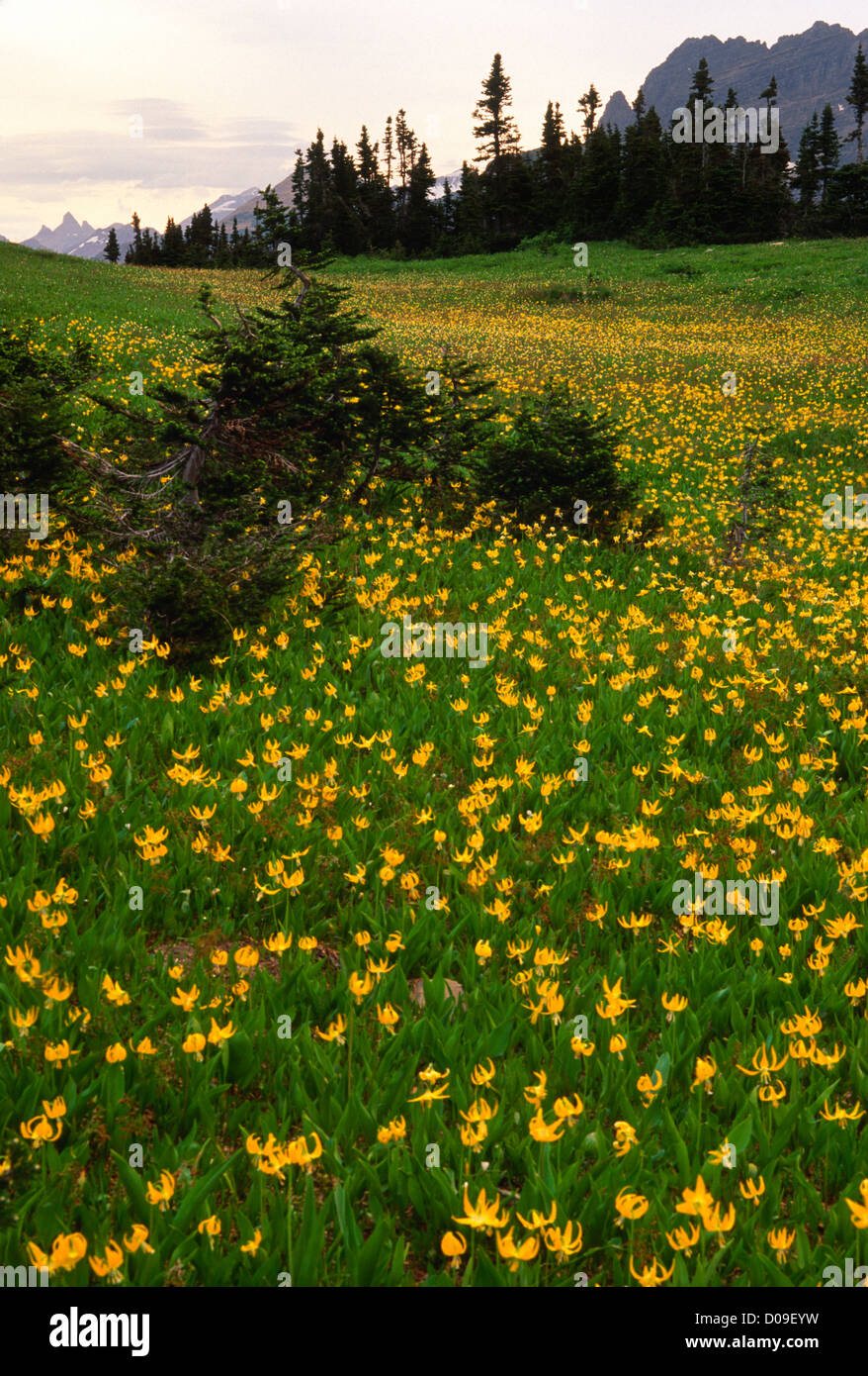 Glacier lilies hi-res stock photography and images - Alamy