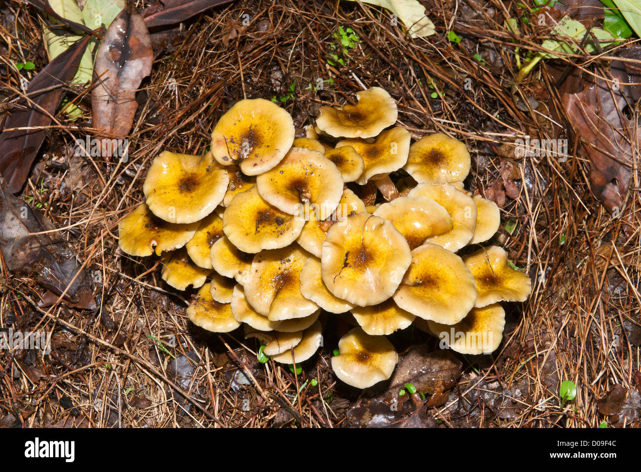Fungi growing in its natural environment Stock Photo - Alamy