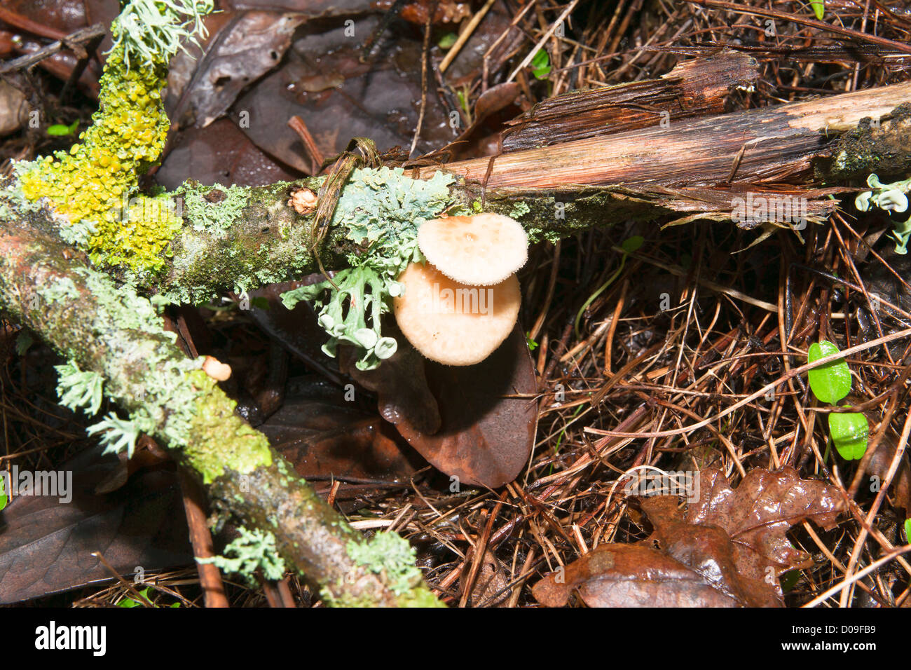 Fungi growing in its natural environment Stock Photo - Alamy