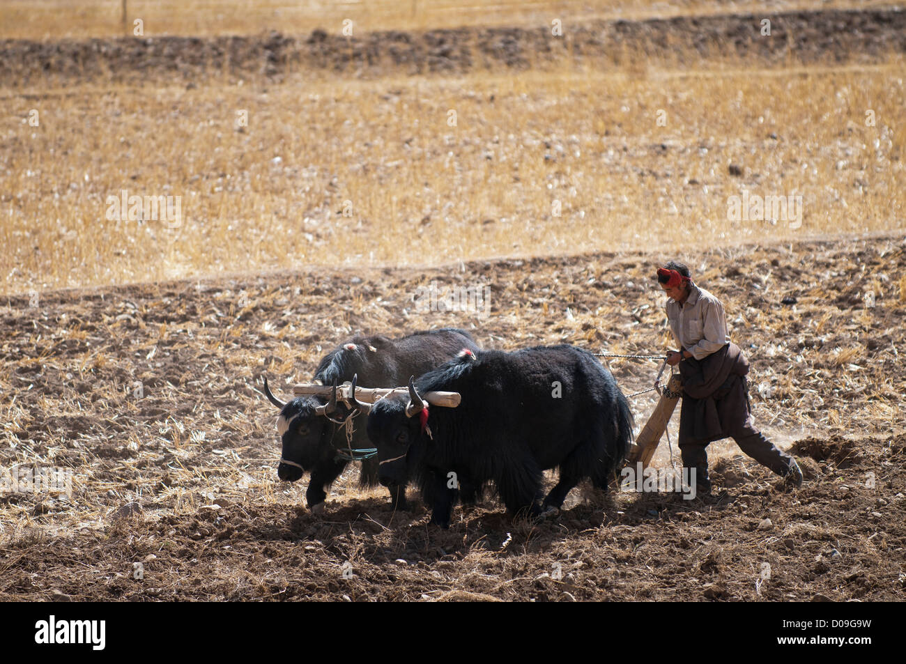 Yak farmer hi-res stock photography and images - Alamy