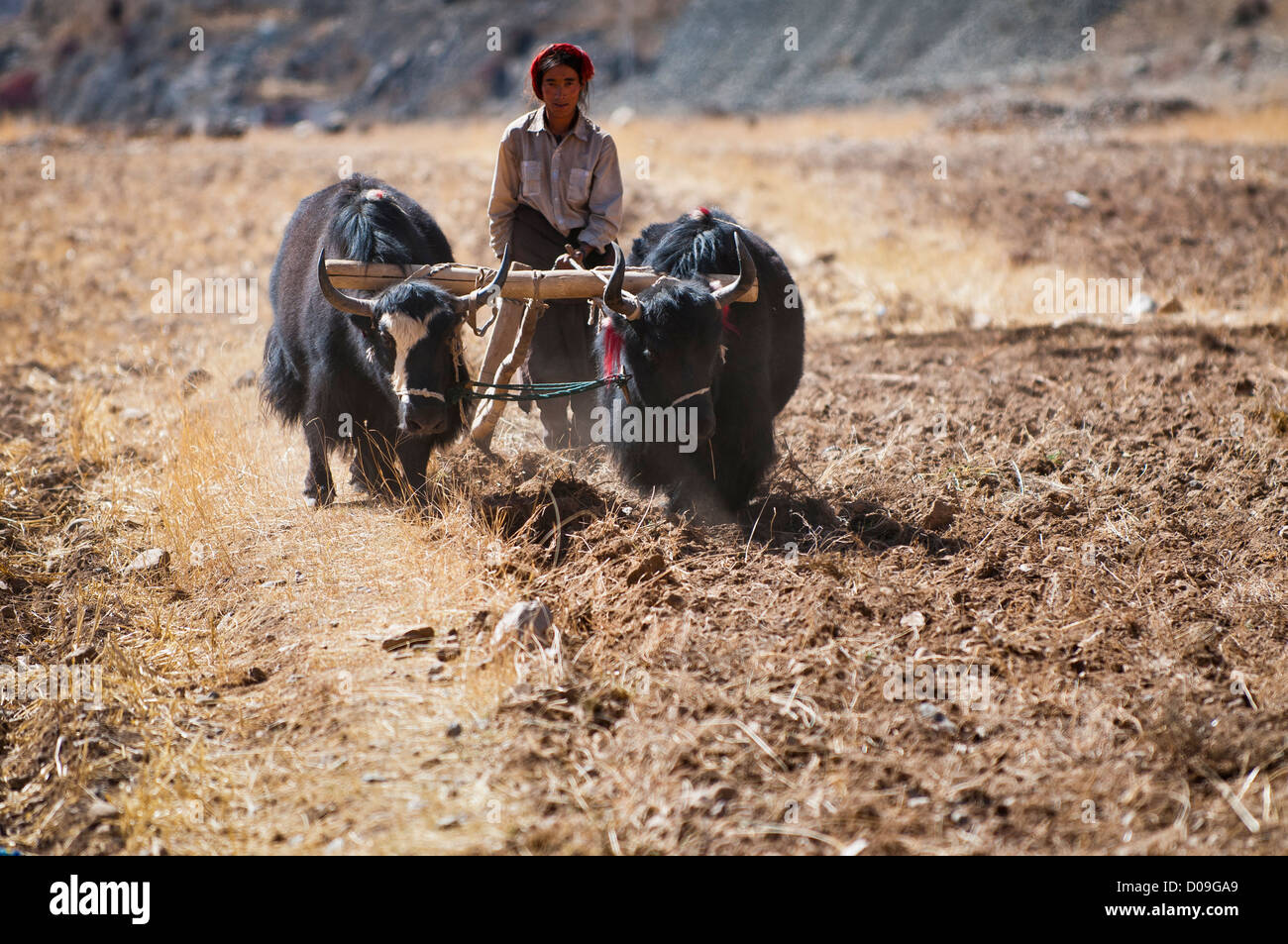 Farmer controls wooden plow pulled by yoked yaks after Fall harvest ...