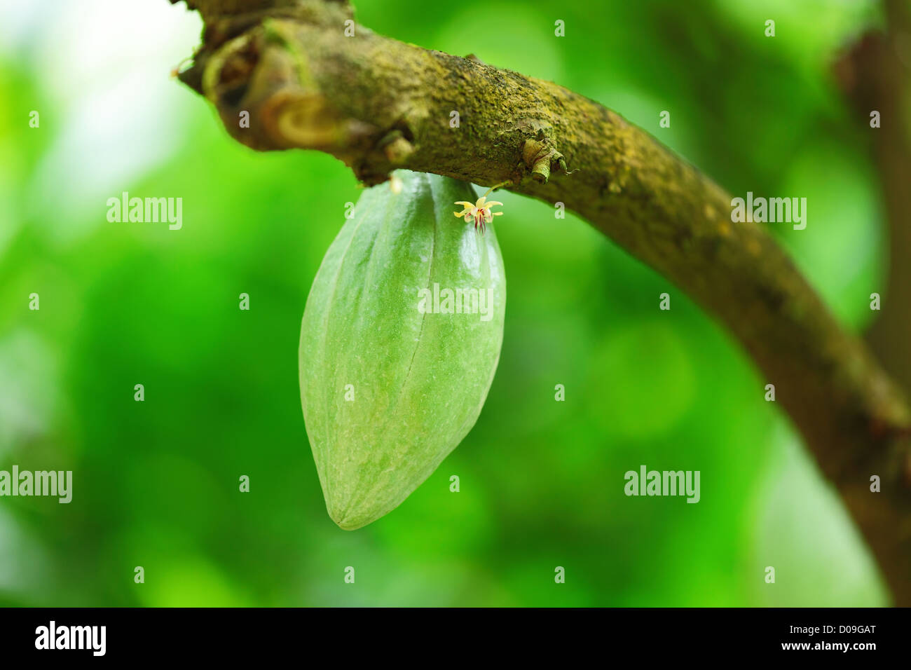 Fat seed pods hi-res stock photography and images - Alamy