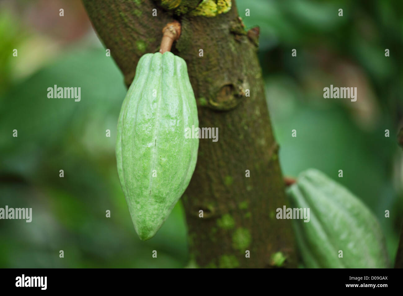 Hawaii bean hi-res stock photography and images - Alamy