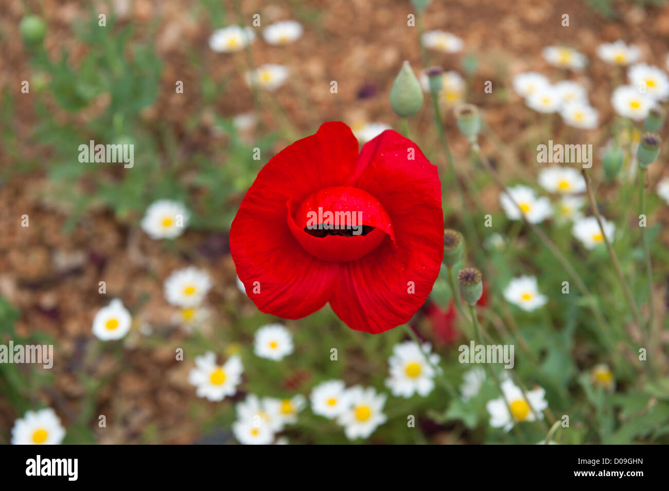 Middle east plants hi-res stock photography and images - Alamy