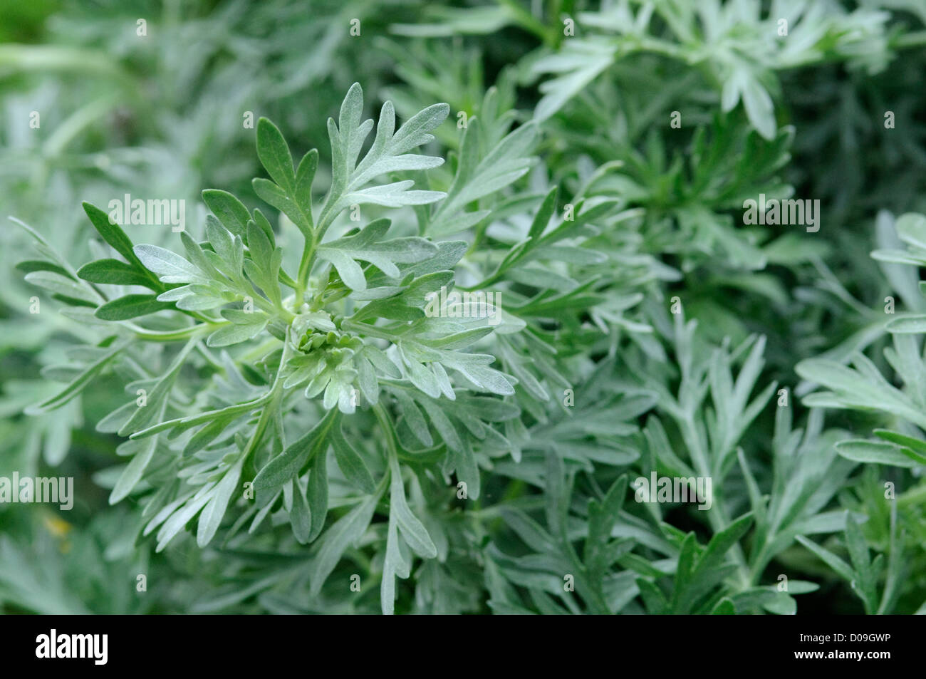 Absinthe wormwood hi-res stock photography and images - Alamy