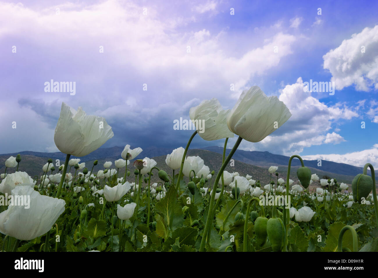 Opium poppy field, (Papaver somniferum), Turkey Stock Photo - Alamy
