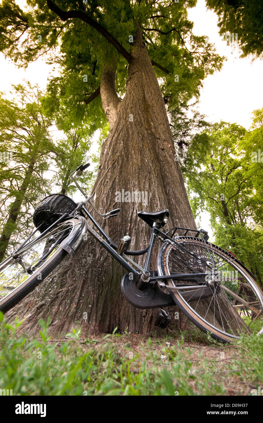 Bicycle Leaning Against a Tree in a Park Stock Photo - Alamy