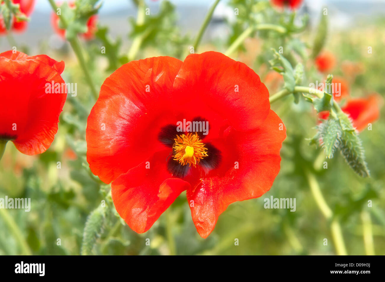 Red poppy or Papaver rhoeas field, Turkey Stock Photo - Alamy
