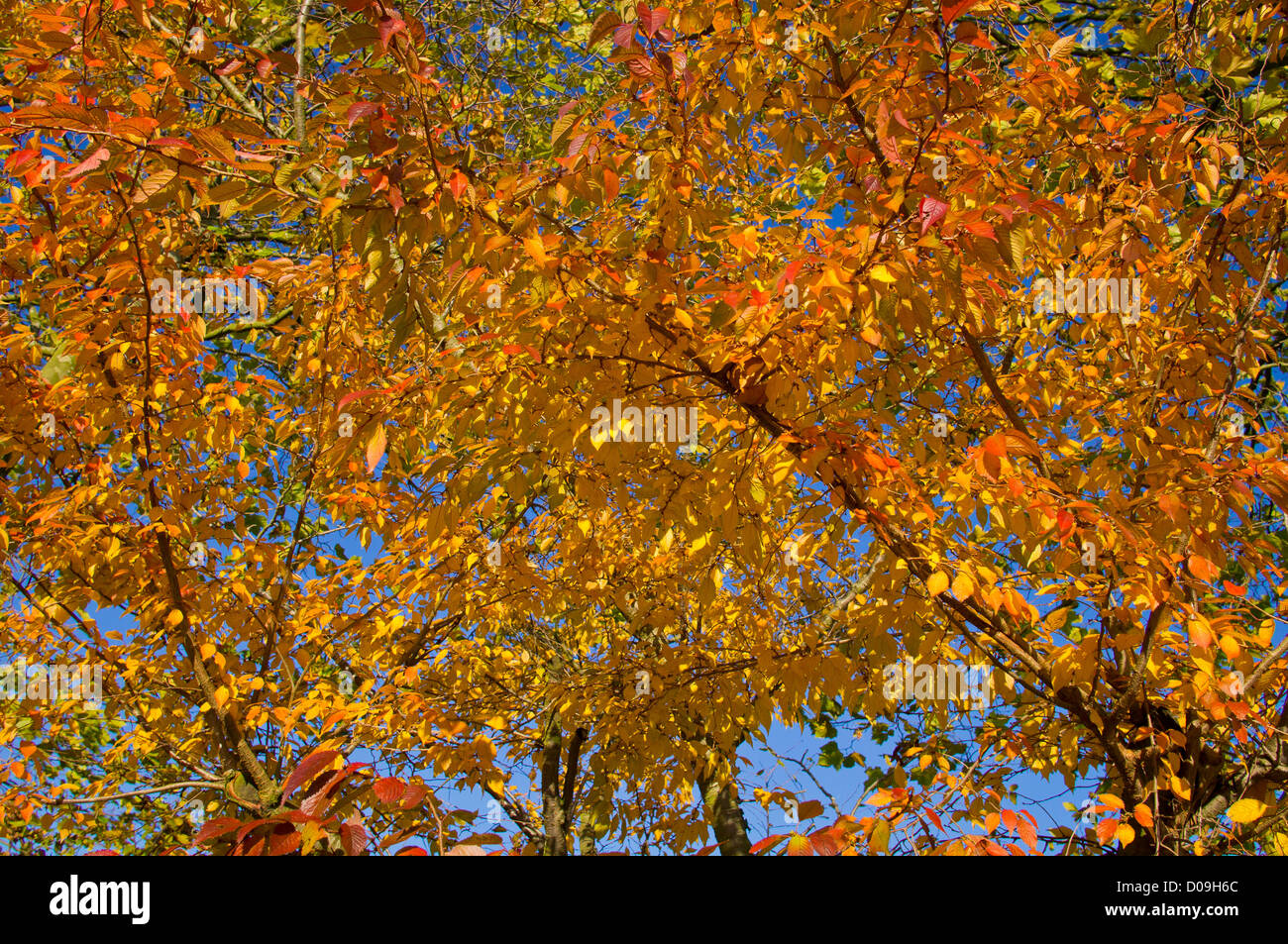 Autumn england colours leaves hi-res stock photography and images - Alamy