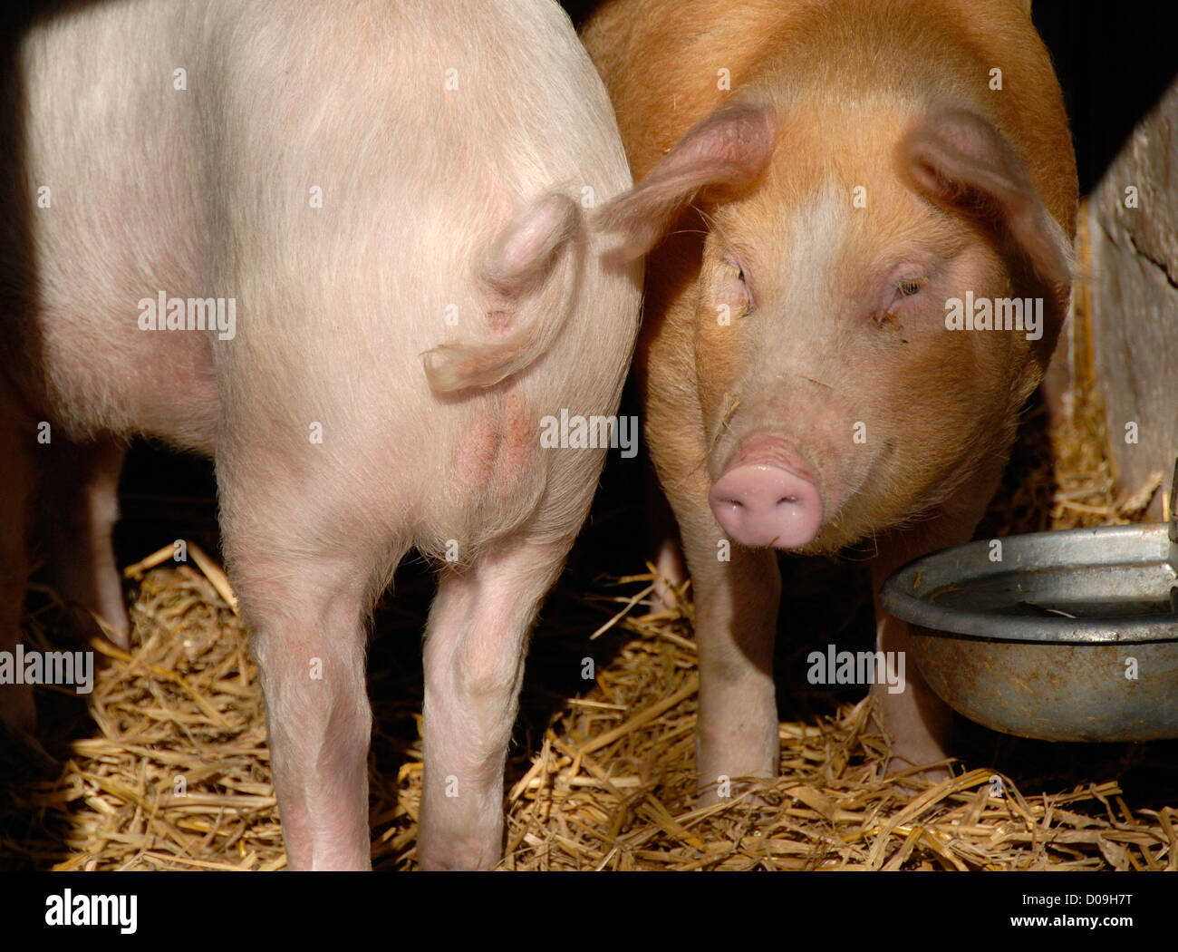 Two Piglets, England, UK Stock Photo - Alamy
