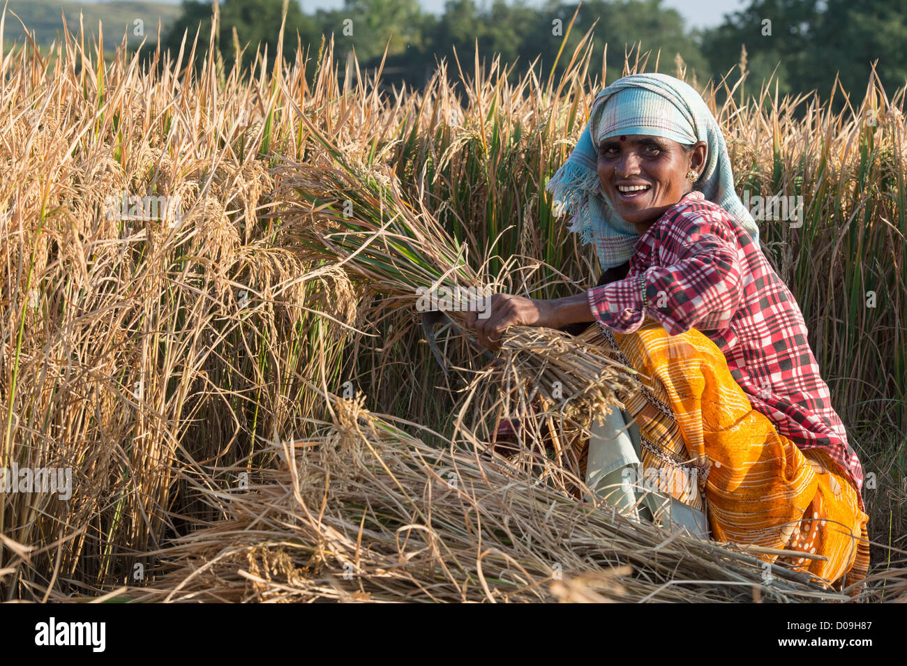 Indian woman cutting rice in the middle of a ripe paddy field with a ...
