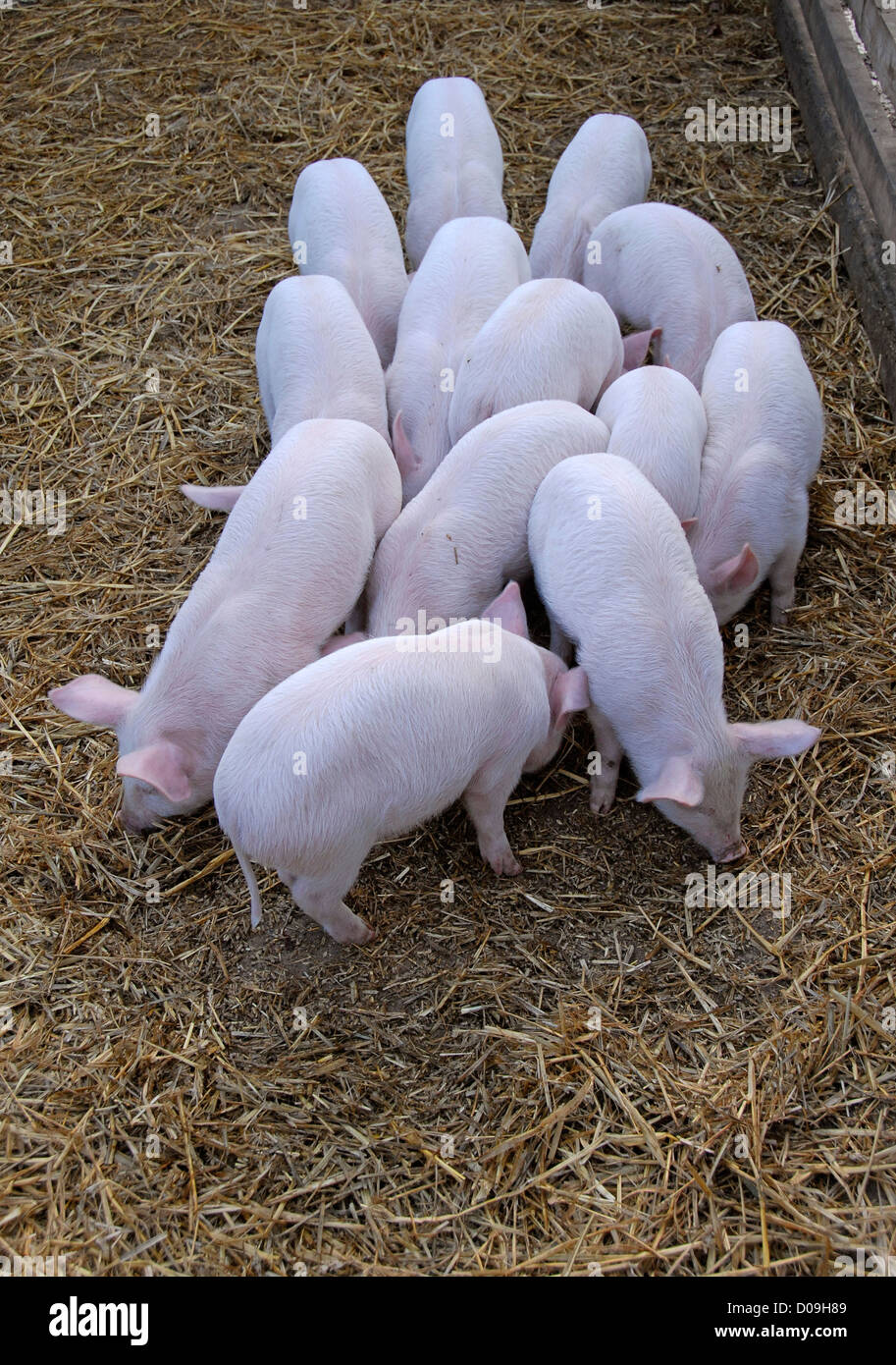 Group of 13 piglets, England, UK Stock Photo - Alamy