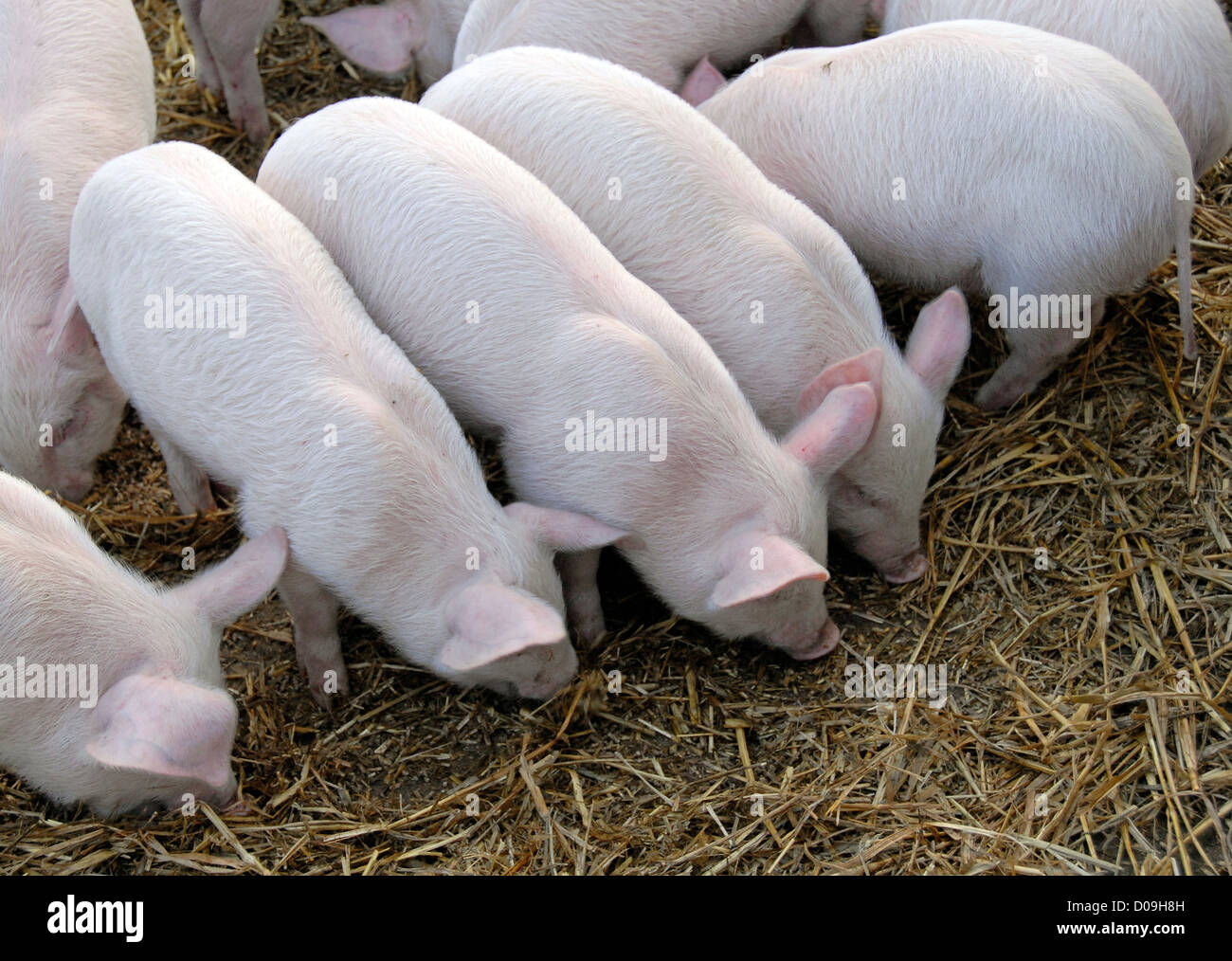 Group of piglets, England, UK Stock Photo - Alamy