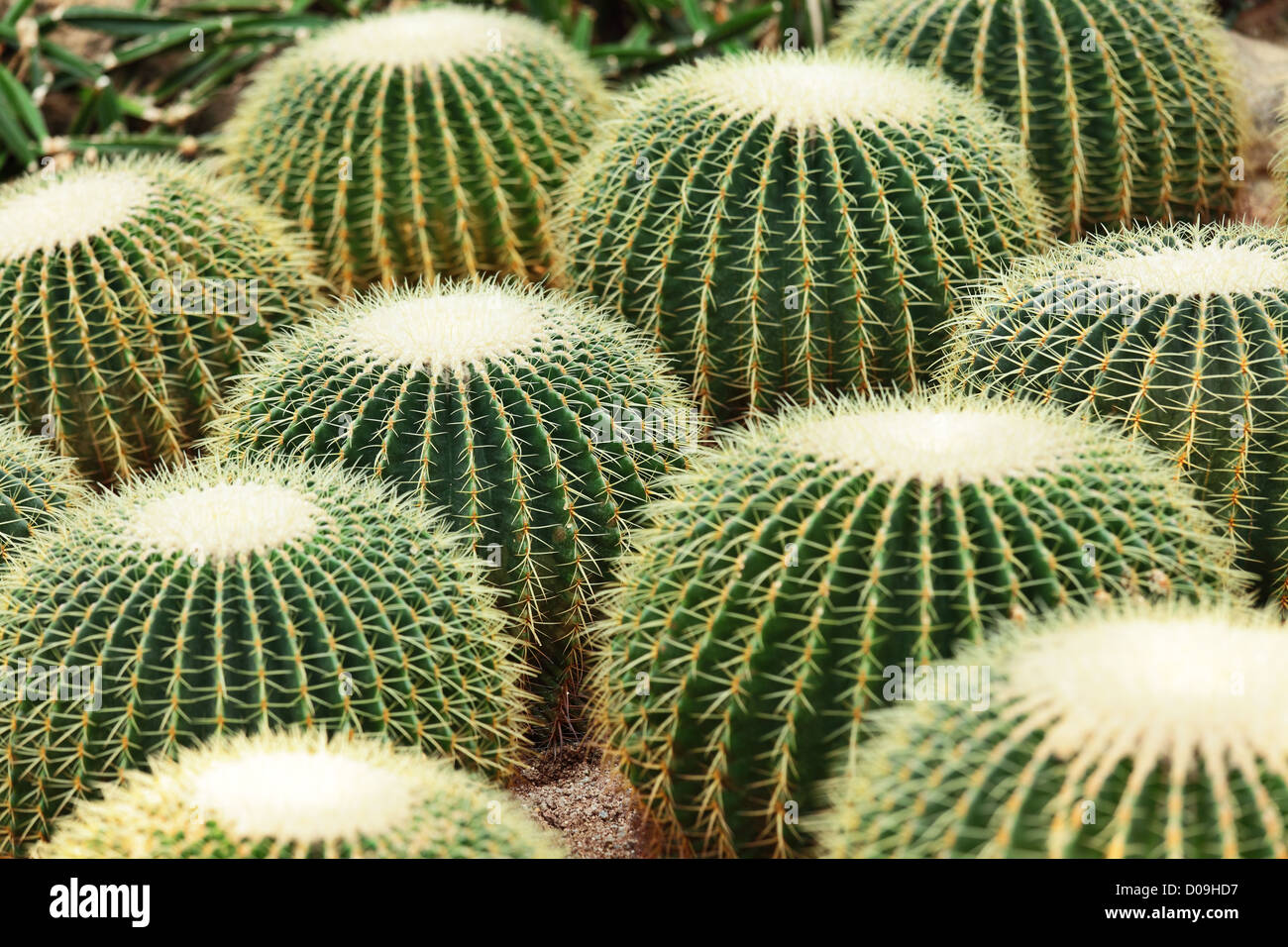 Desert southwest gardening hi-res stock photography and images - Alamy